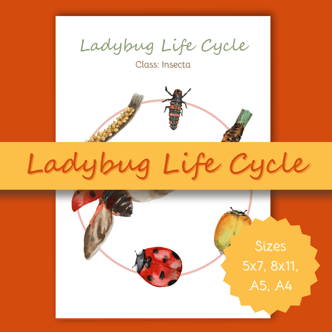 Ladybug Life Cycle Wall Art - Payhip