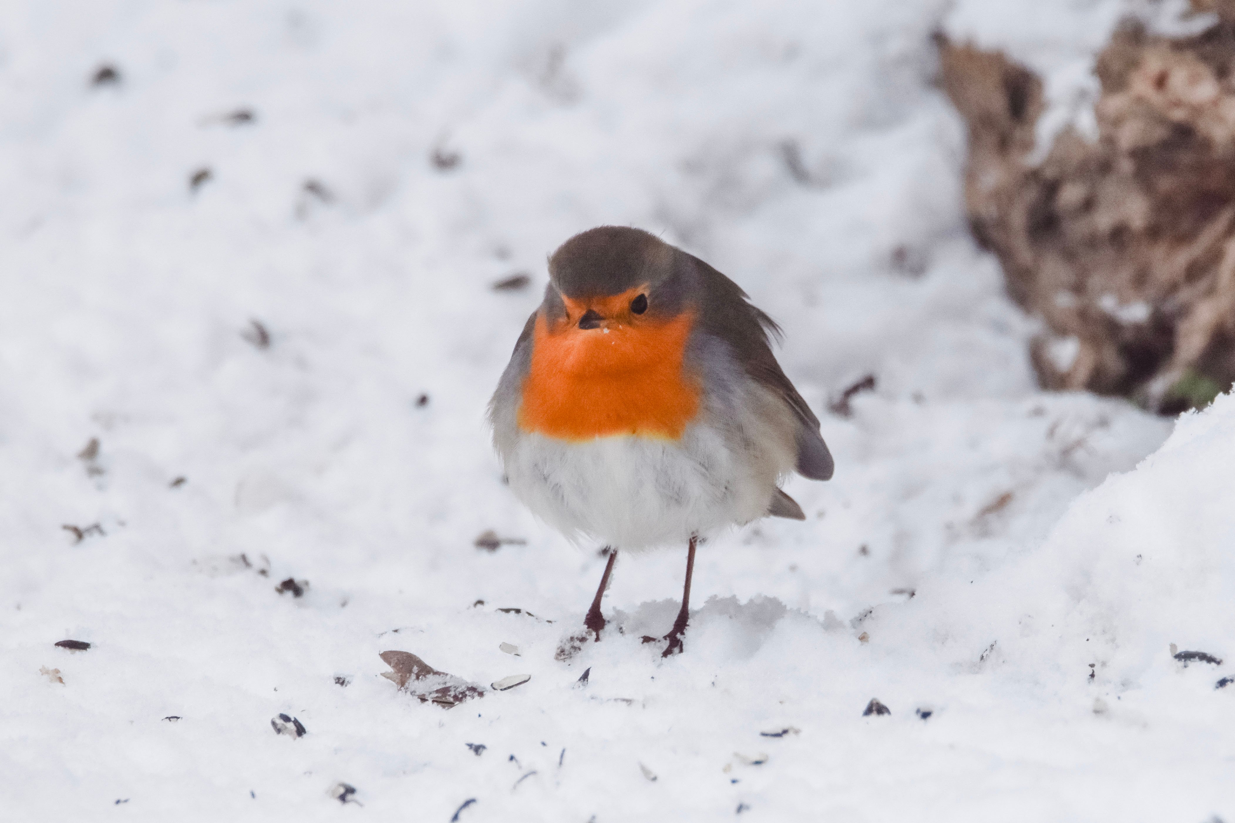 Winter Songbirds in Snowy Nature – Wren and Finch in a Frosted Bush ...