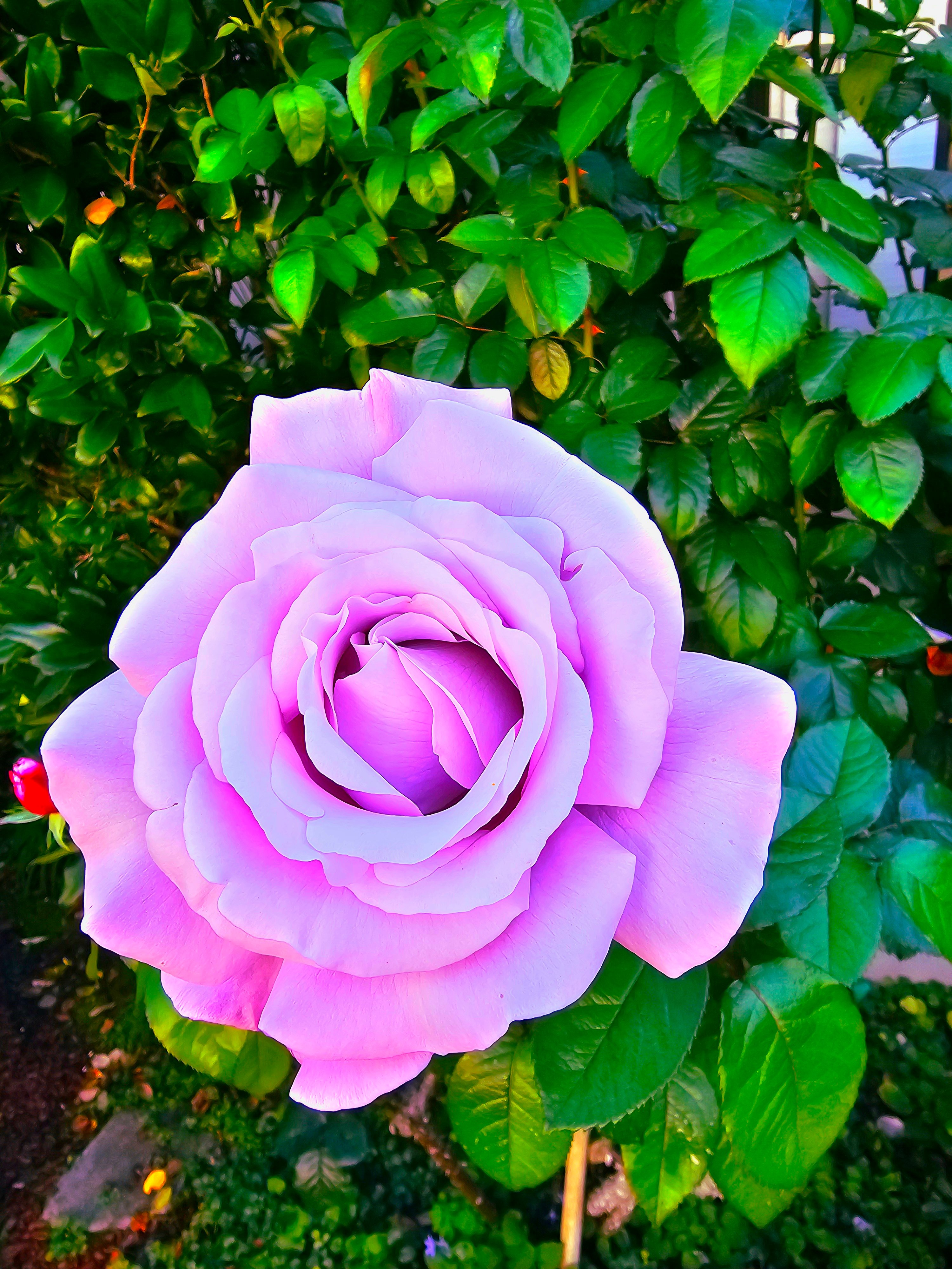 Lavender Grace - Payhip