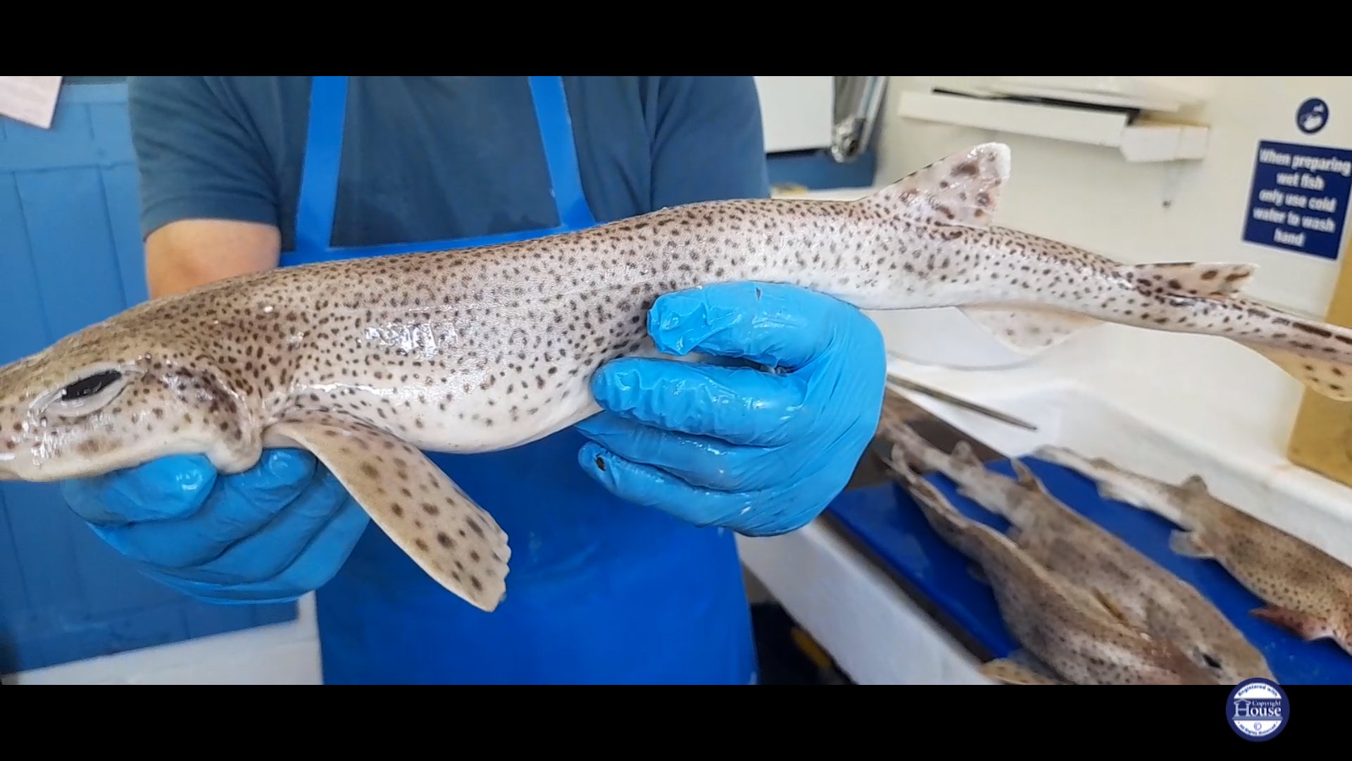 How To Skin A Lesser Spotted Dogfish: Ready for Cooking (No Waste ...
