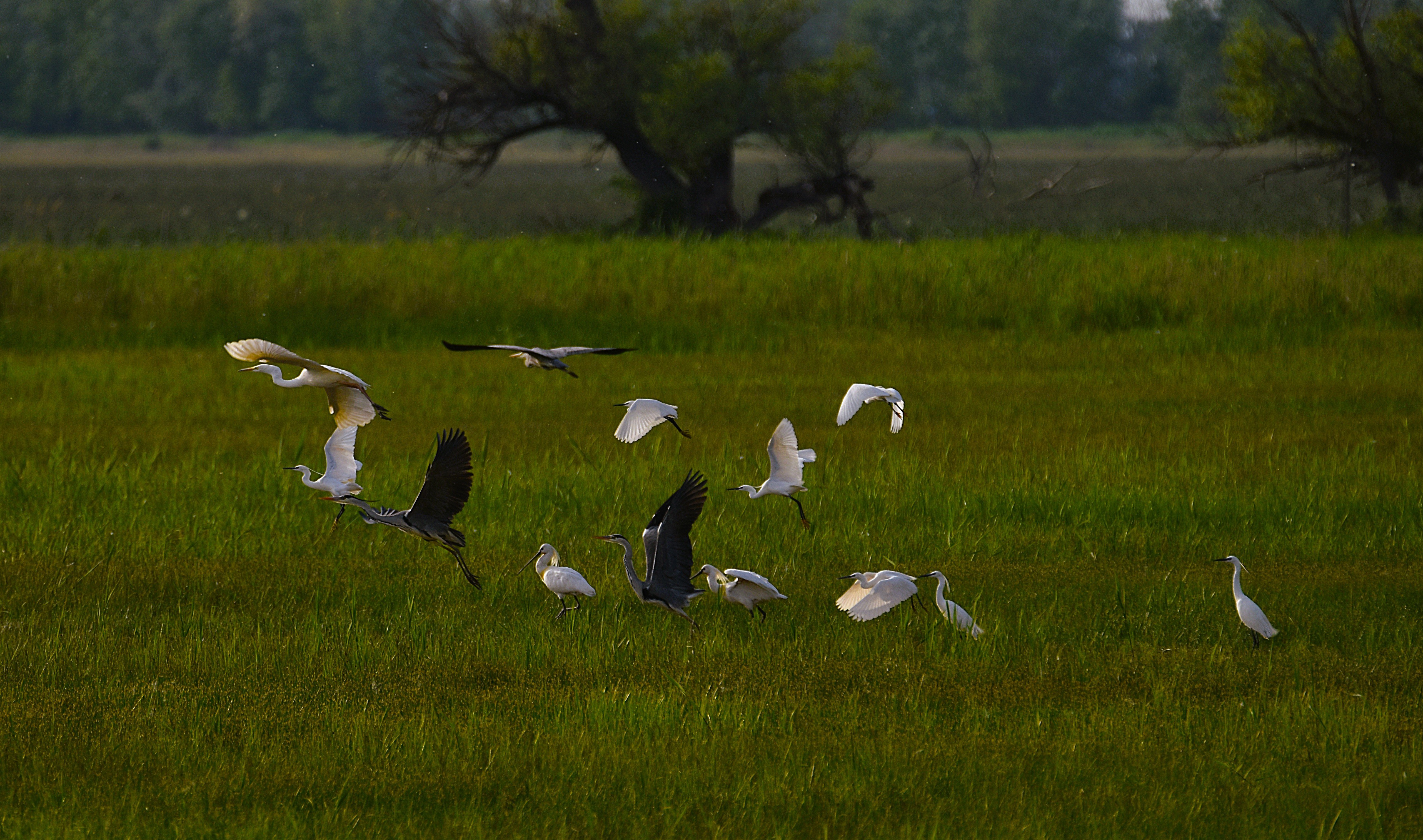 Bird photography of heron stork and hoopoe in Apaj - Payhip