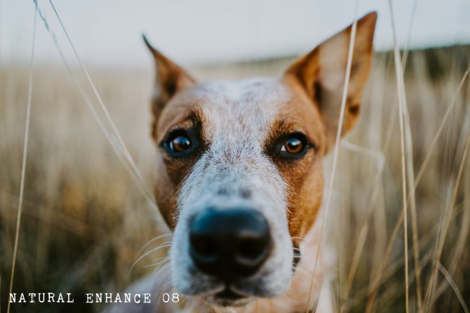 LR Pack 01 - Natural Enhance by beastie-dogs.com (for Adobe Lightroom ...